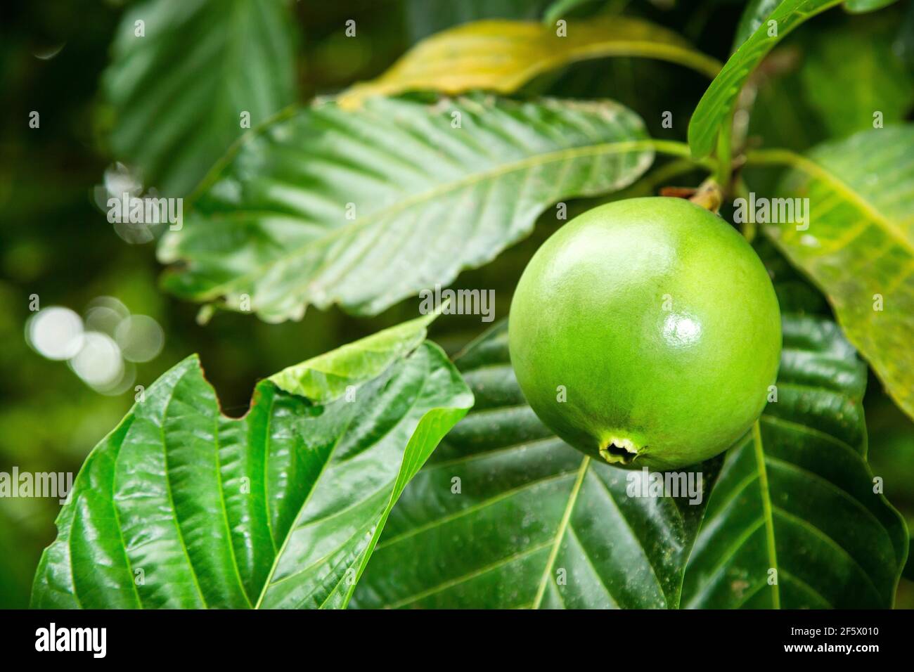 Borojoa patinoi hi-res stock photography and images - Alamy