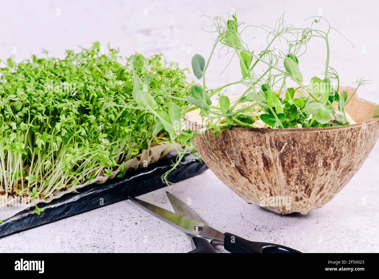 Green leaves of micro lettuce on a light background lie next to ...