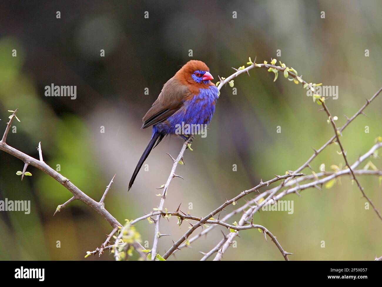 Purple Grenadier (Uraeginthus ianthinogaster) male perched on top of ...