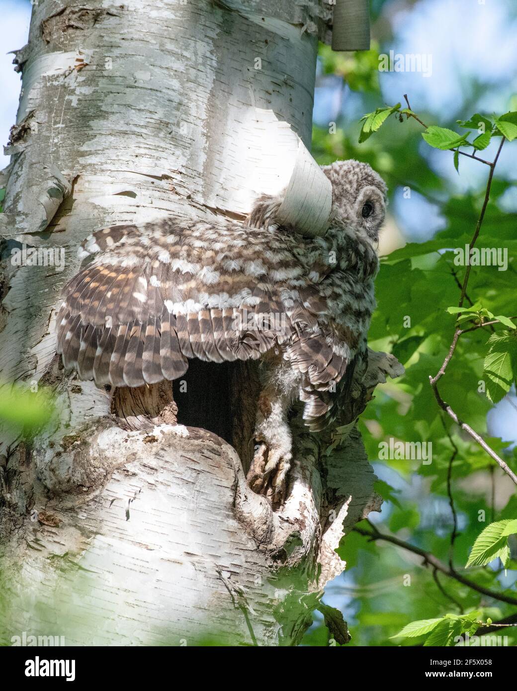 Cute baby owl hi-res stock photography and images - Alamy