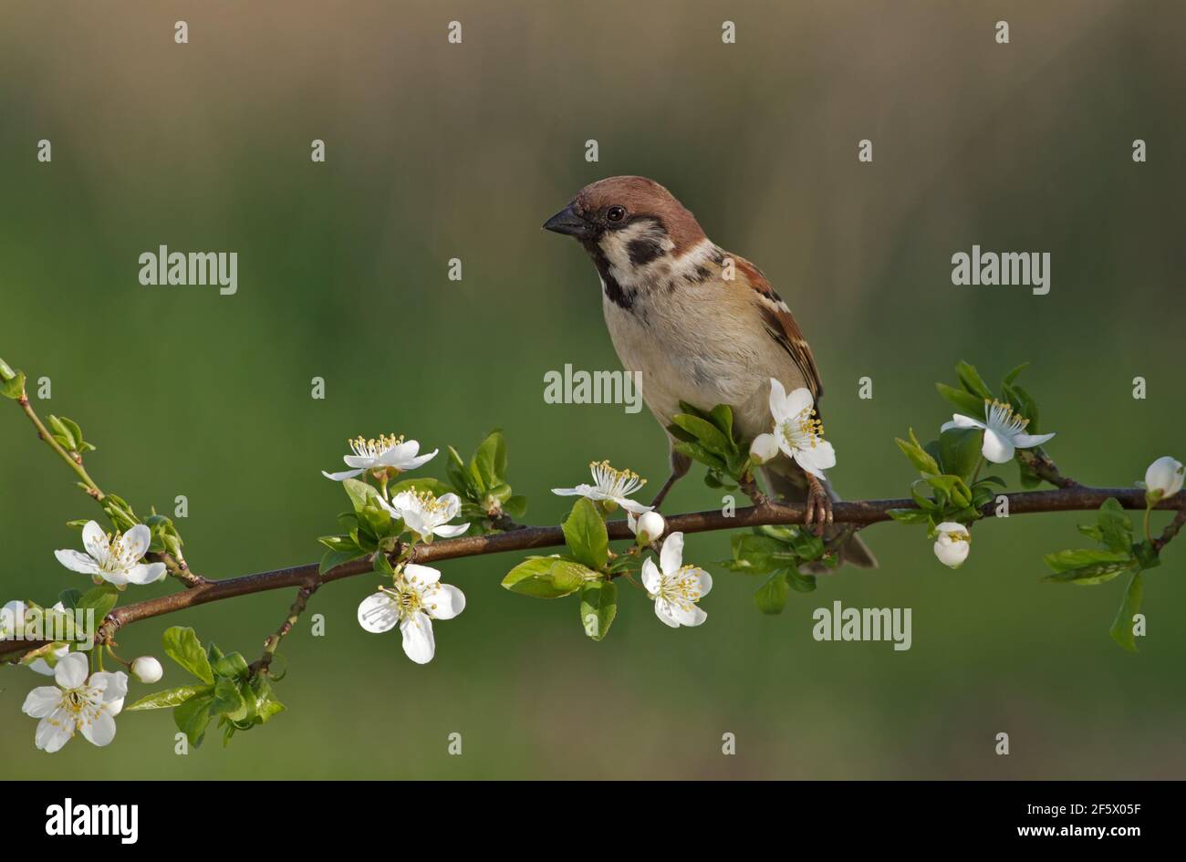 Sparrow sitting on branch spring hi-res stock photography and images ...