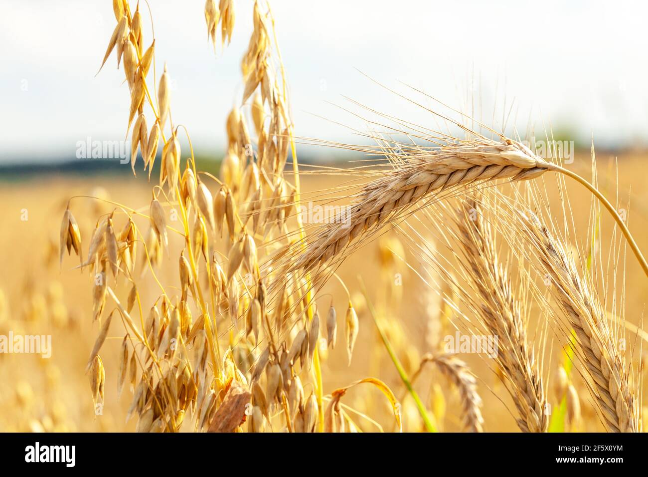 Barley And Wheat Harvest
