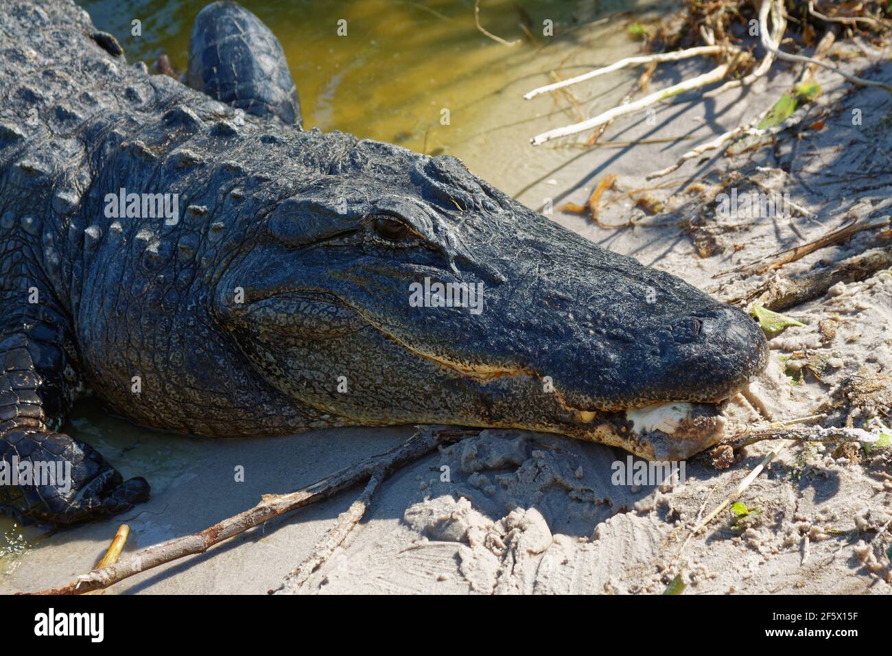 American alligator, malformed mouth and right leg, head on sand ...
