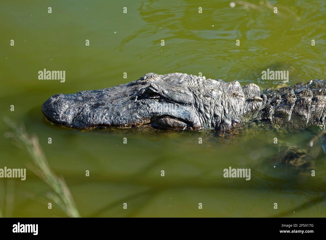 American alligator, in water, half submerged, up close, dangerous ...