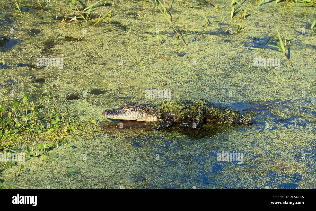 Alligator animal on pond hi-res stock photography and images - Alamy
