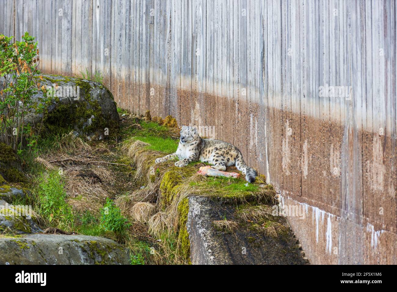 Beautiful view of gorgeous snow leopard isolated laying in aviary of ...