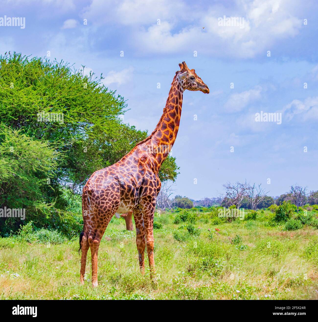 Giraffe stands hi-res stock photography and images - Alamy