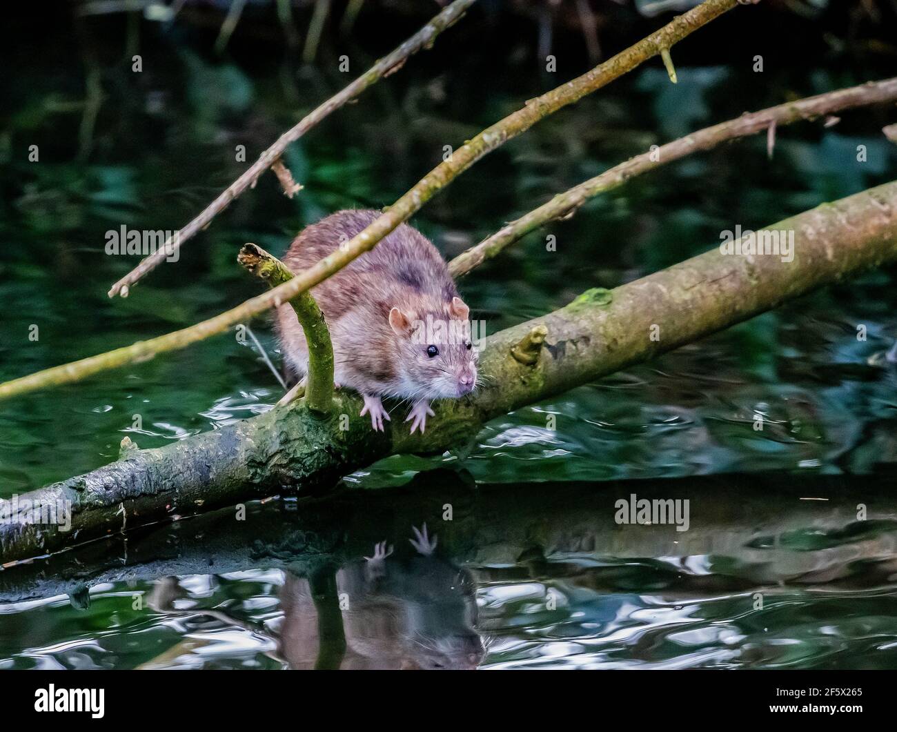 Parisian riverbank hi-res stock photography and images - Alamy
