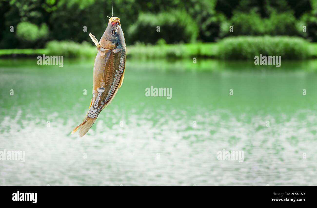 Mirror carp fish hanging on the hook on lake background. Copy space ...