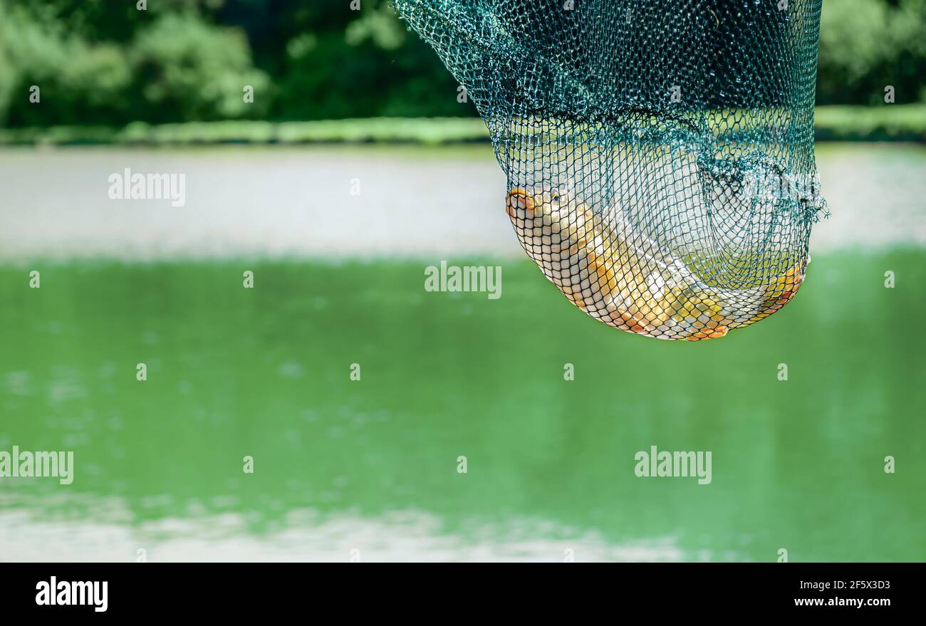Caught mirror carp fish in fishing cage over lake background. Copy ...