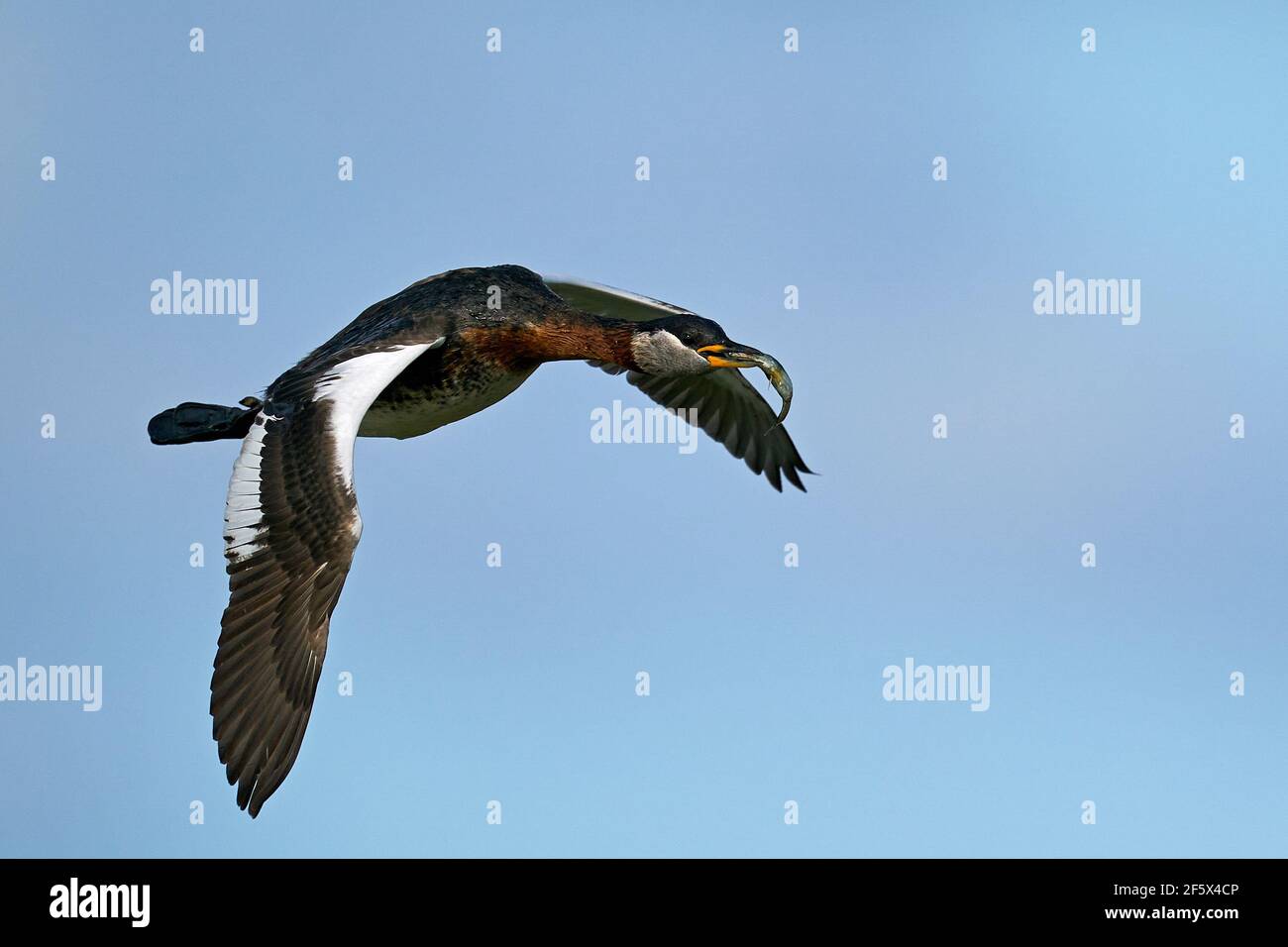 Grebe in flight hi-res stock photography and images - Alamy