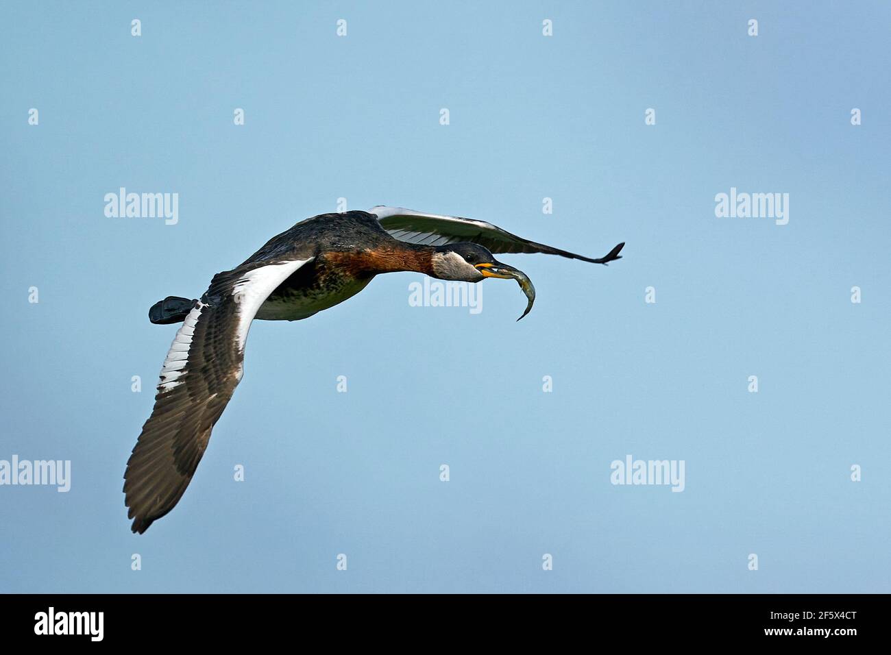 Red-necked grebe in flight with a fish in its beak Stock Photo - Alamy