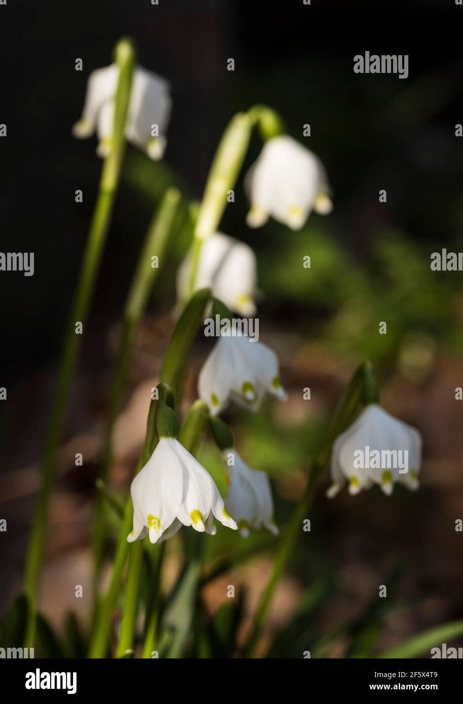Bell Flower Border High Resolution Stock Photography and Images - Alamy