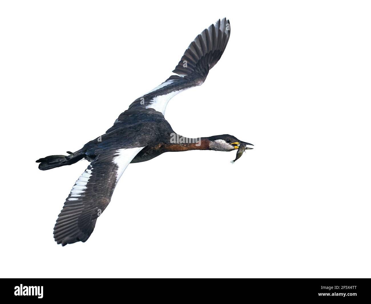 Red-necked grebe in flight with a fish in its beak isolated on a white ...