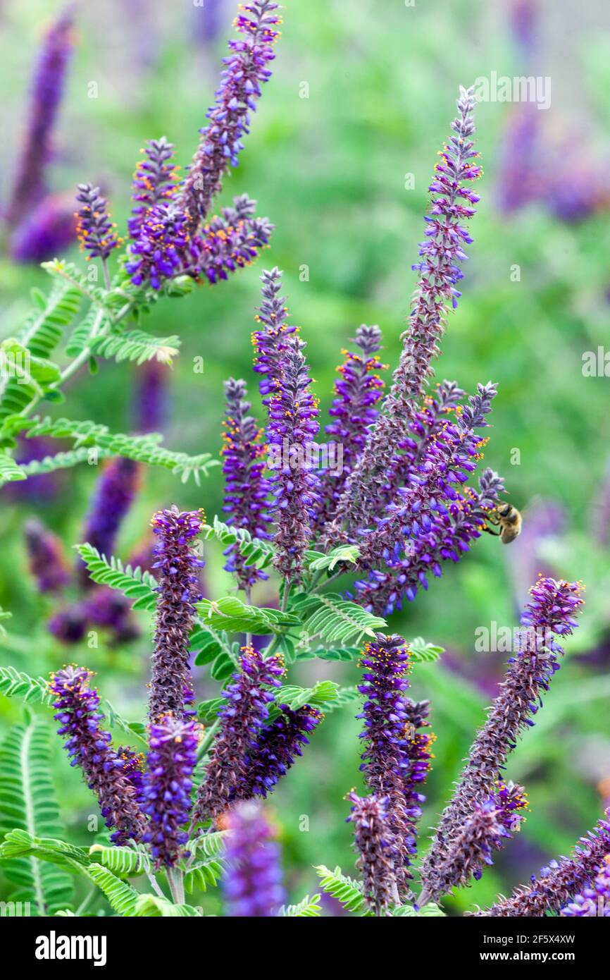 Lead Plant (Amorpha canescens Stock Photo - Alamy