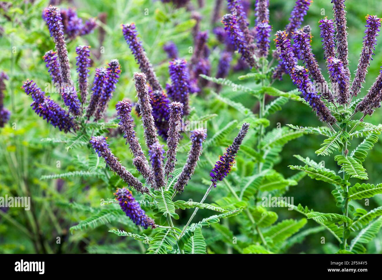 Lead Plant Amorpha canescens flowering shrubs Stock Photo - Alamy