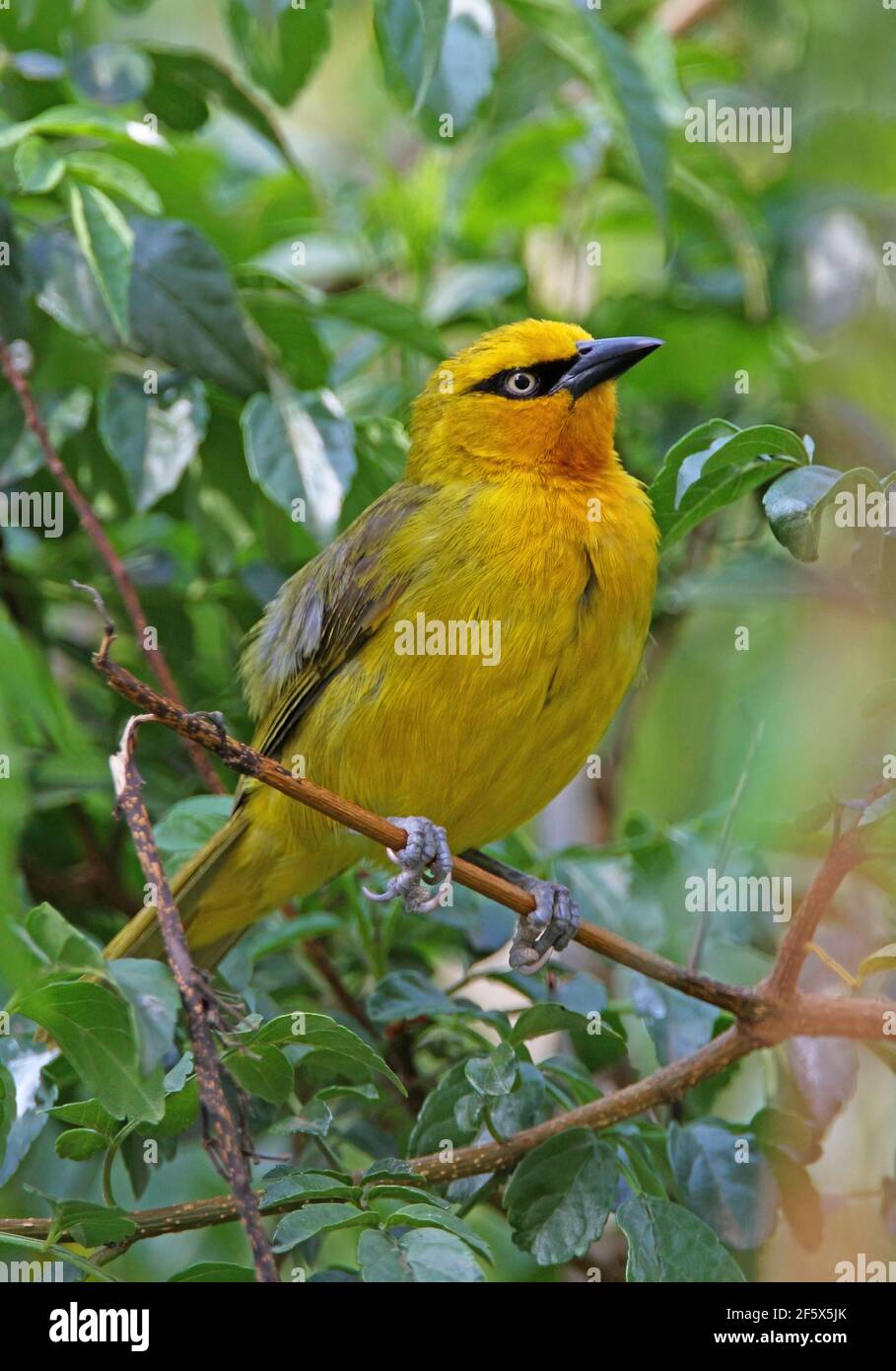 Ploceus ocularis suahelicus hi-res stock photography and images - Alamy
