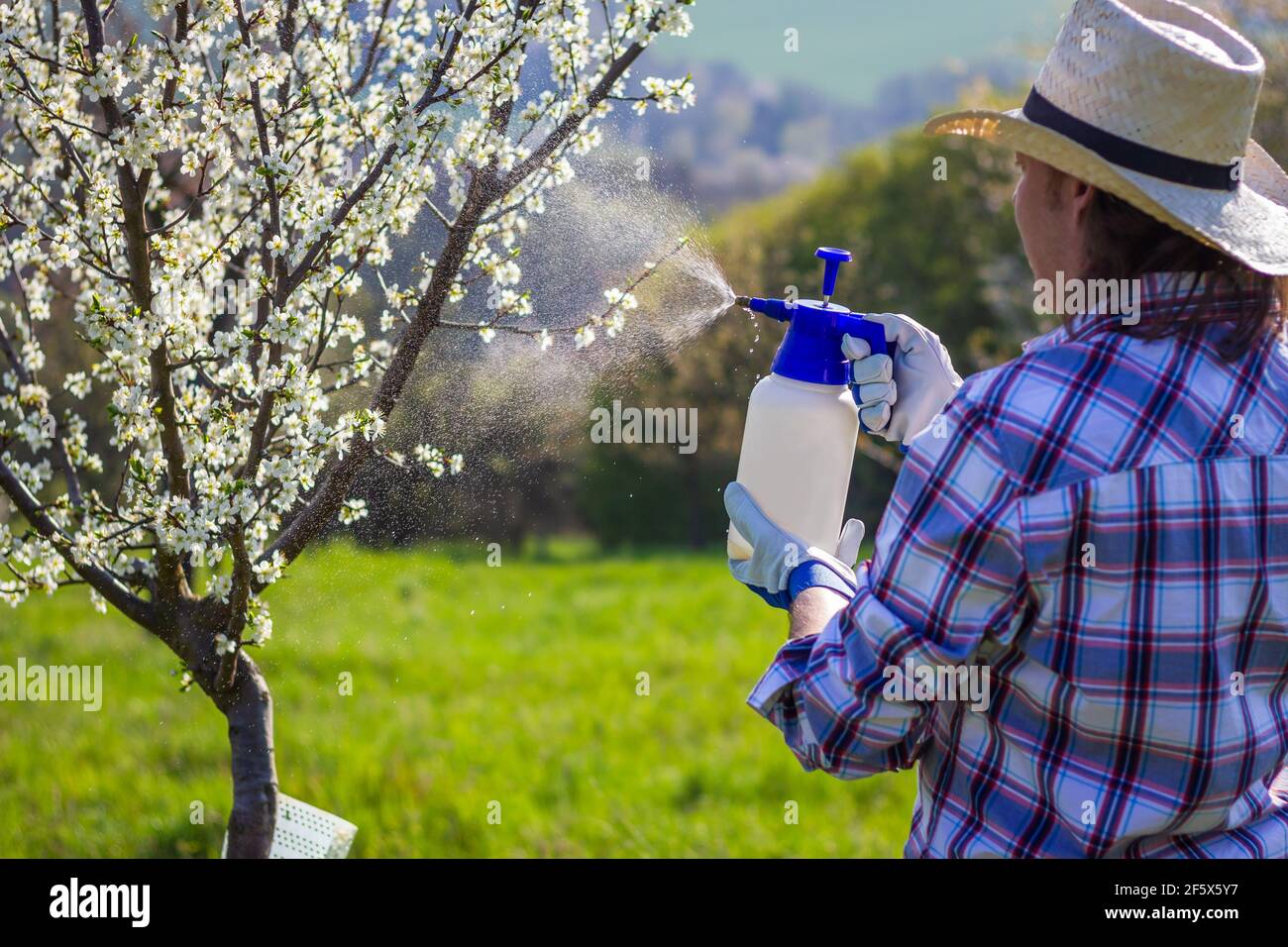 Farmer with gardening glove spraying a blooming fruit tree against ...