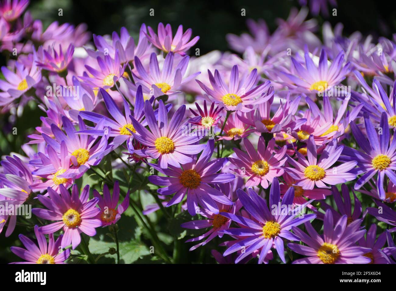 Light purple color of Hybrid Cineraria flowers 'Sunsenegonana', also ...