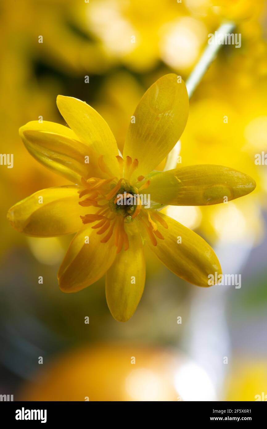 lesser celandine, fig-root butter-cup (Ranunculus ficaria, Ficaria ...