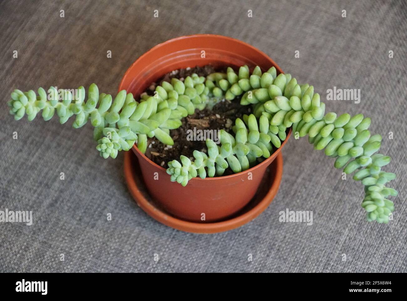 Burro's Tail, a perennial succulent plant with scientific name Sedum ...
