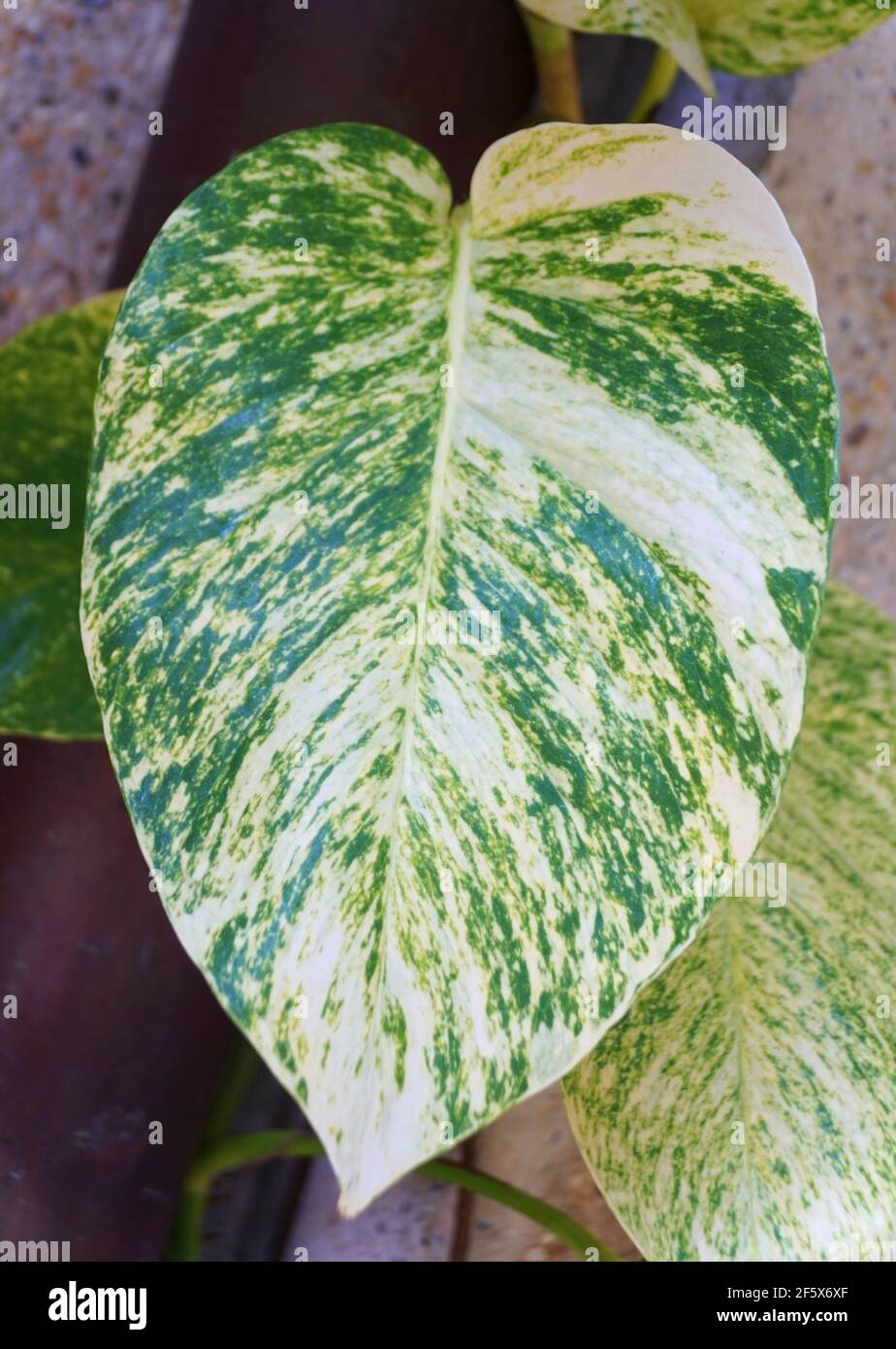 Close up of a large Golden Pothos variegated leaf Stock Photo - Alamy