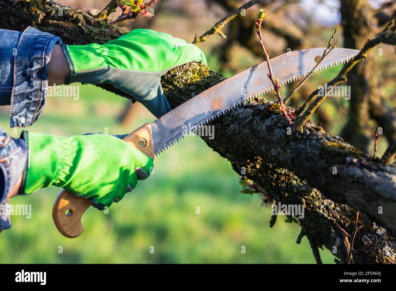 Hands with gardening gloves and hand saw cutting branch of tree. Farmer ...
