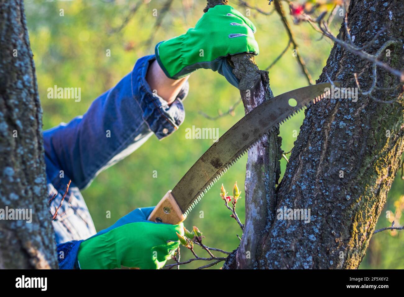 Hands with protective gloves and hand saw trimming branch of tree ...