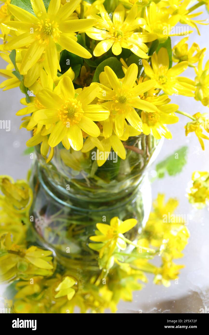 lesser celandine, fig-root butter-cup (Ranunculus ficaria, Ficaria ...