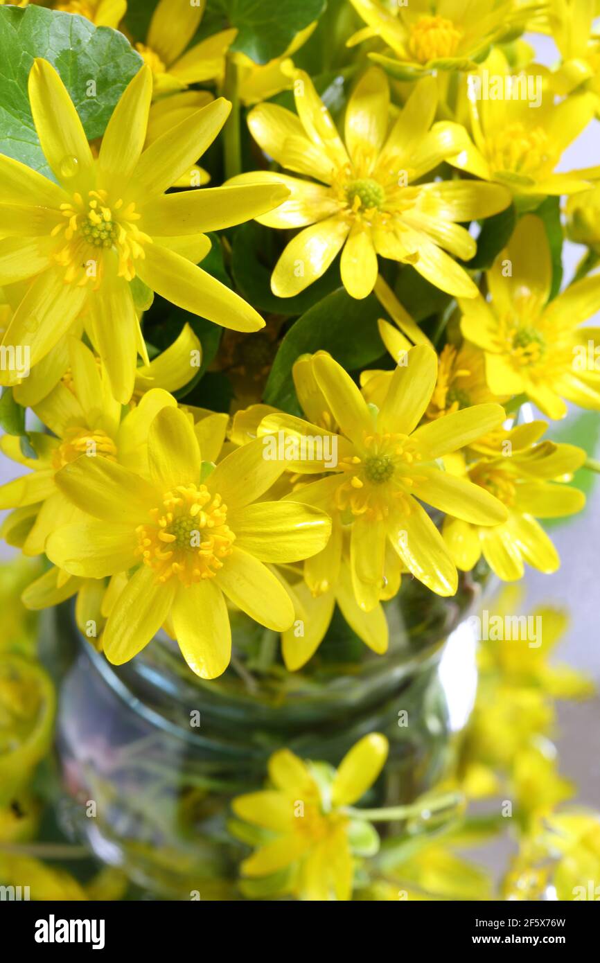 lesser celandine, fig-root butter-cup (Ranunculus ficaria, Ficaria ...