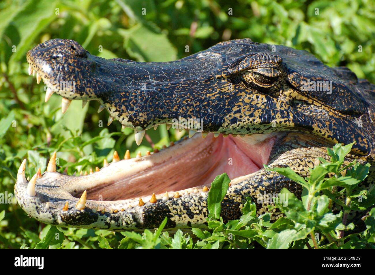 The crocodile is resting with his mouth open. Animals in the wild Stock ...