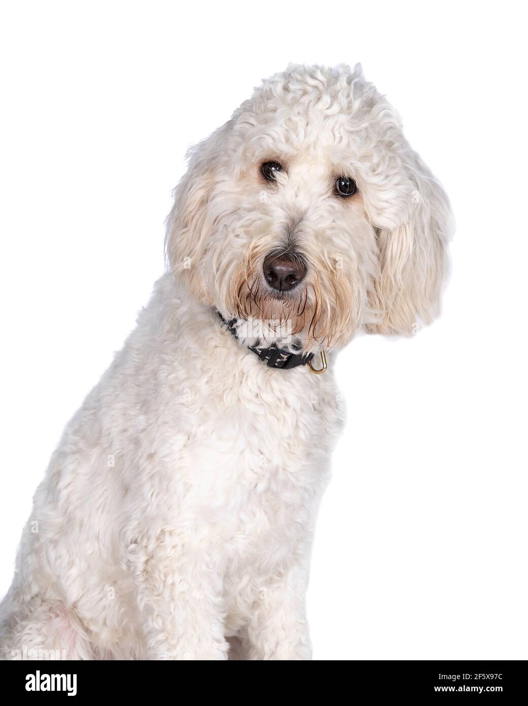 Adult labradoodle sitting looking at the camera isolated on white ...