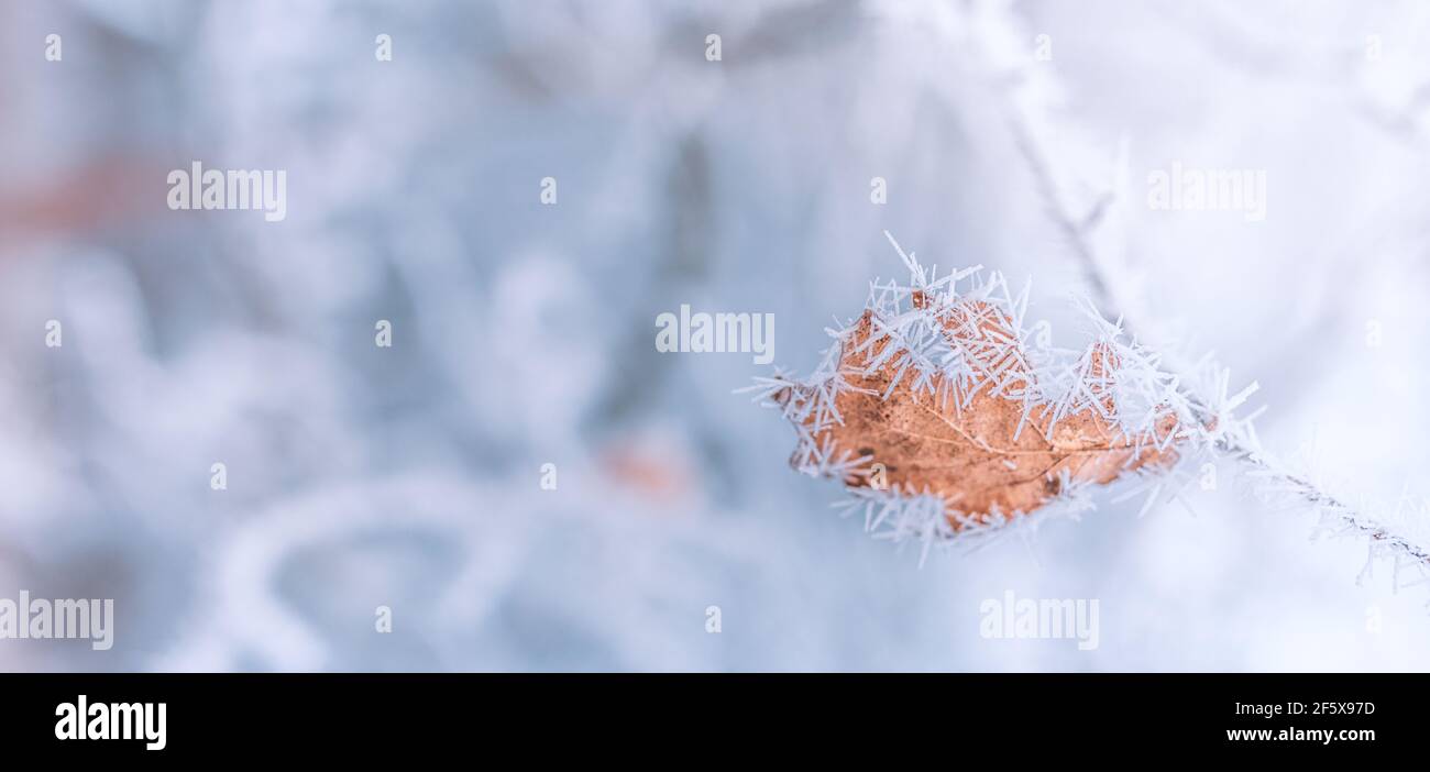Beautiful blurred delicate winter frost nature background banner. Ice ...