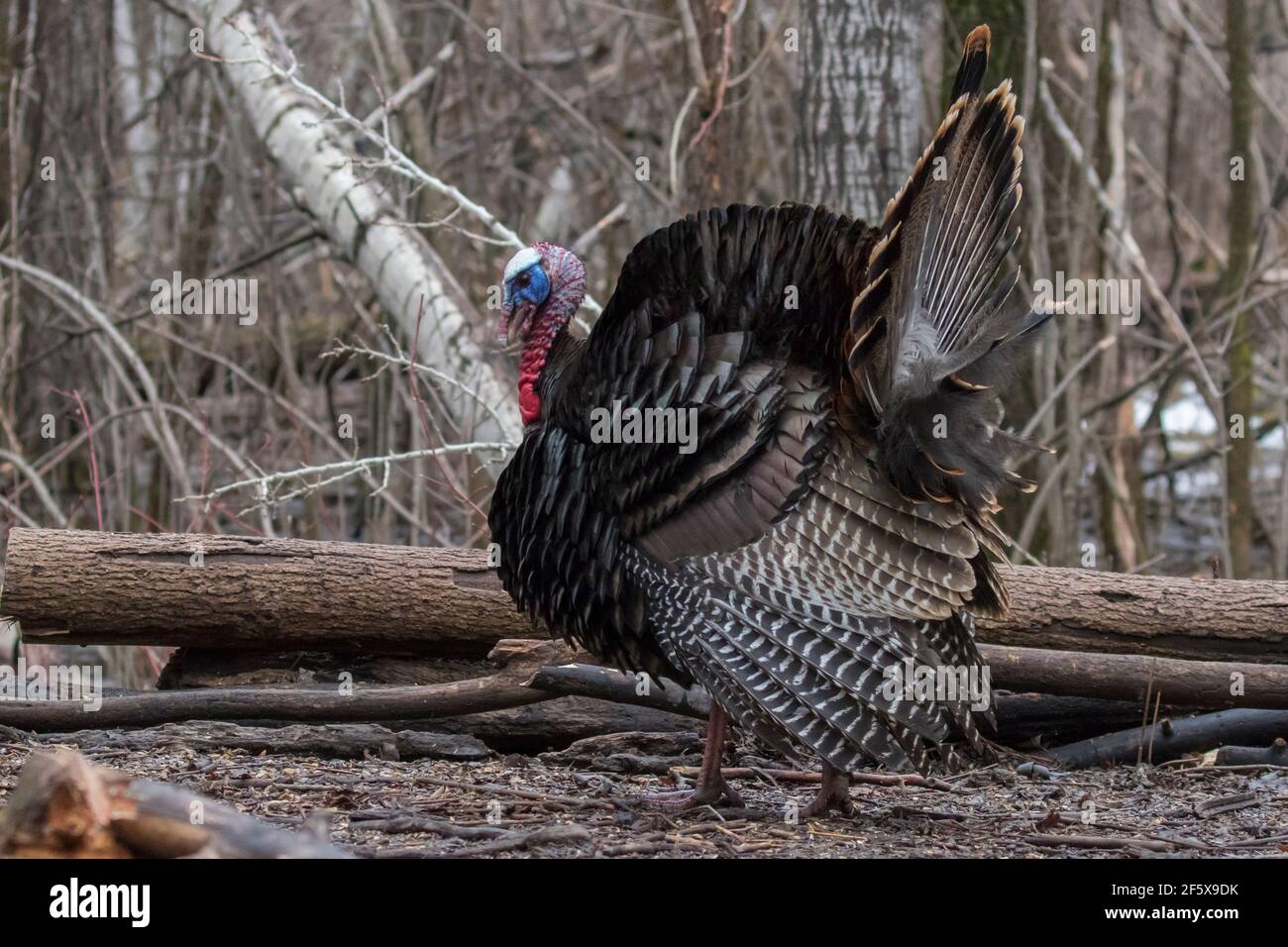 Tom turkey in full hi-res stock photography and images - Alamy