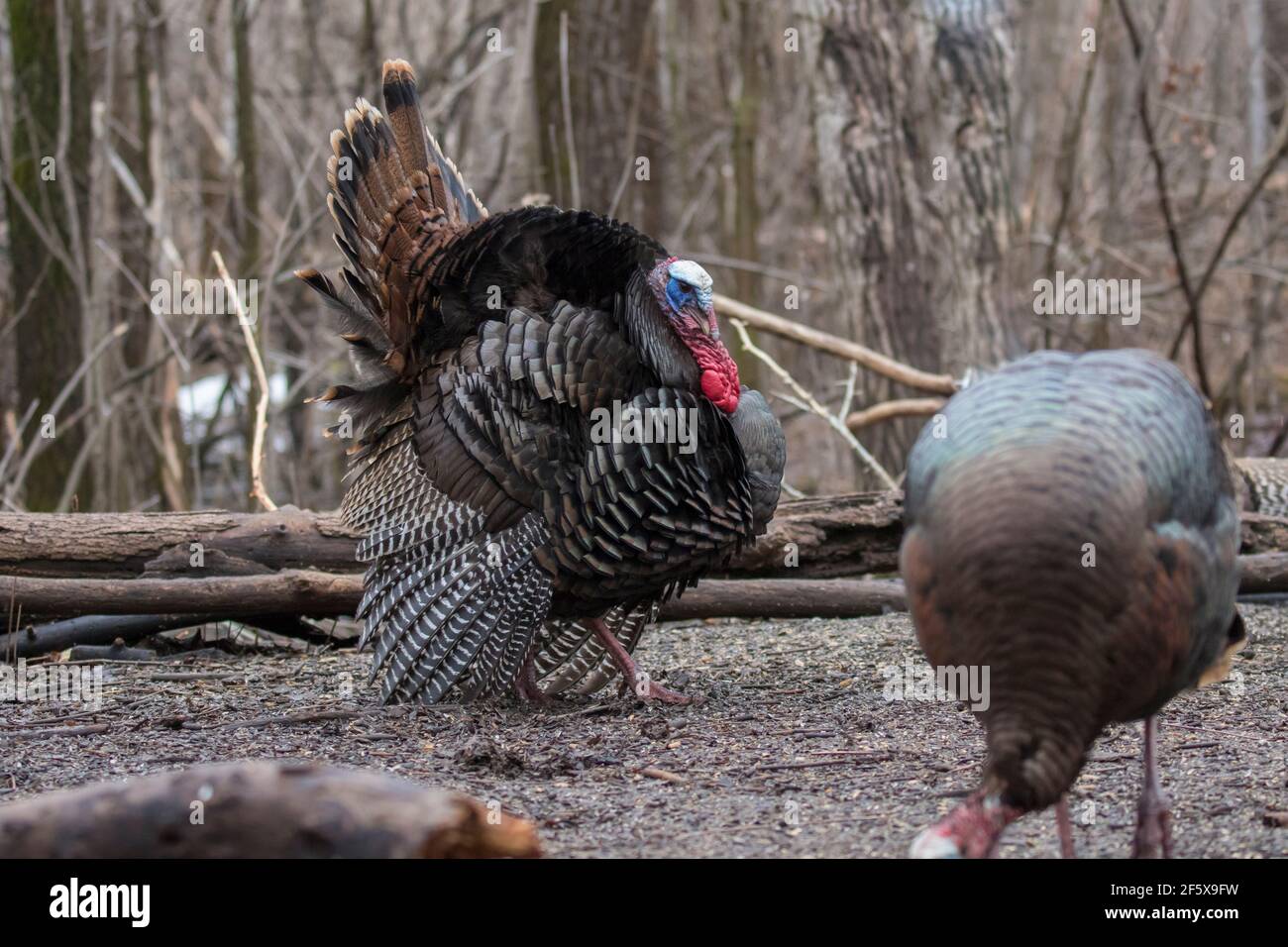 A male wild turkey in full strutting display Stock Photo - Alamy