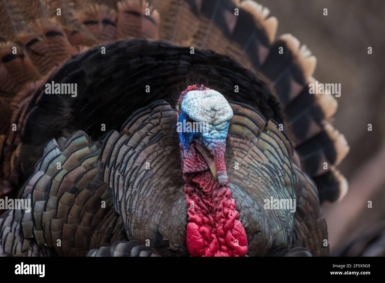 A male wild turkey in full strutting display Stock Photo - Alamy
