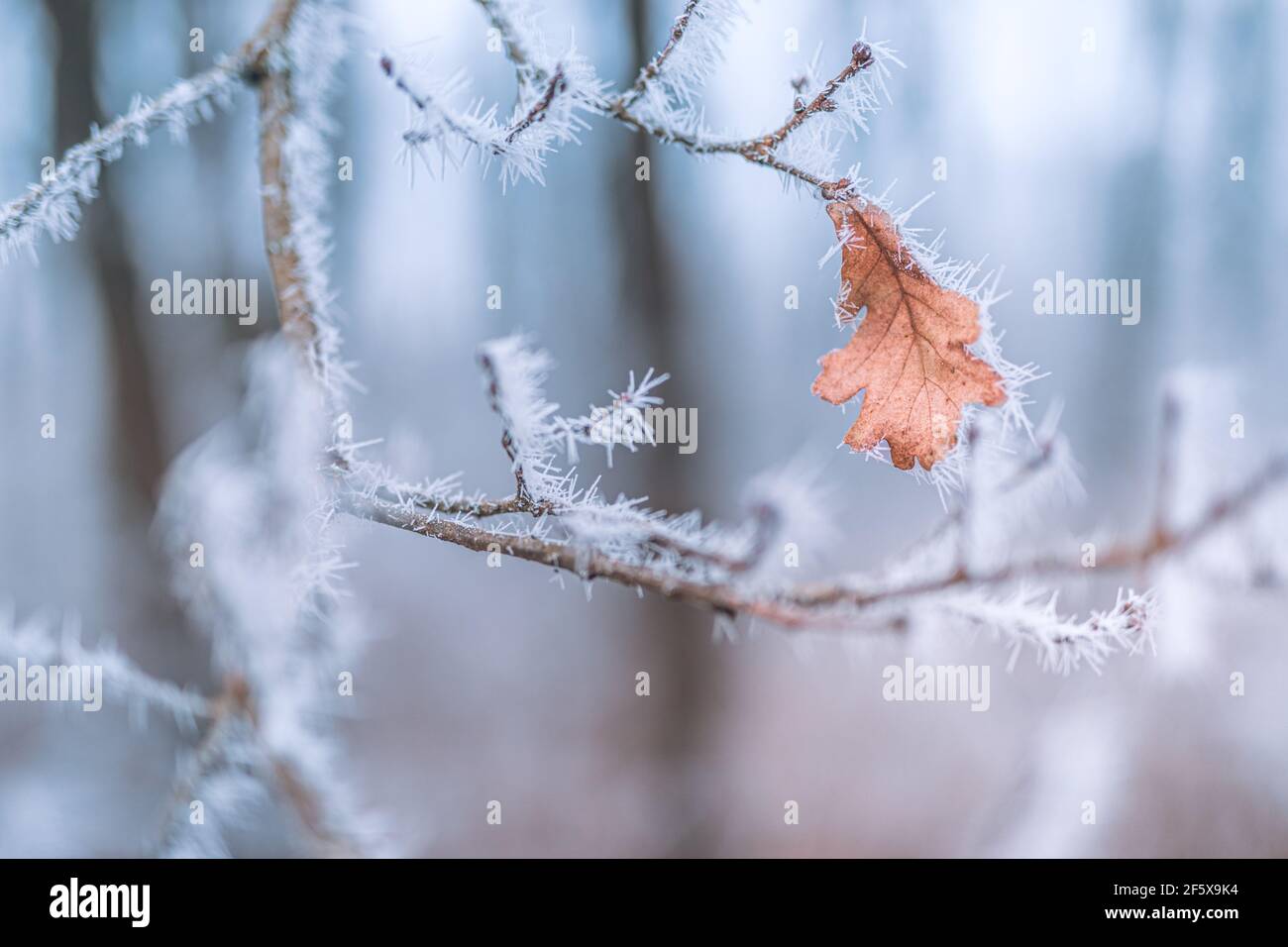 Beautiful blurred delicate winter frost nature background banner. Ice ...
