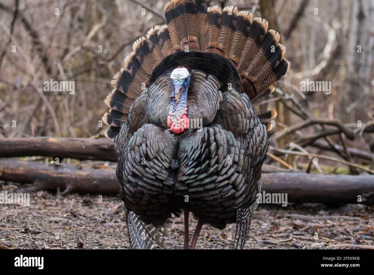 A male wild turkey in full strutting display Stock Photo - Alamy