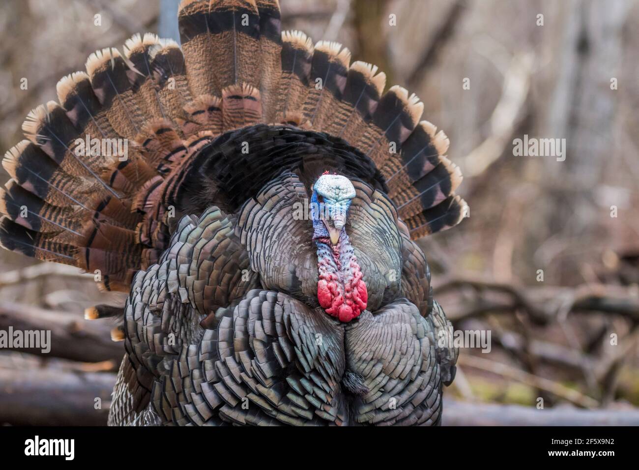 A male wild turkey in full strutting display Stock Photo - Alamy