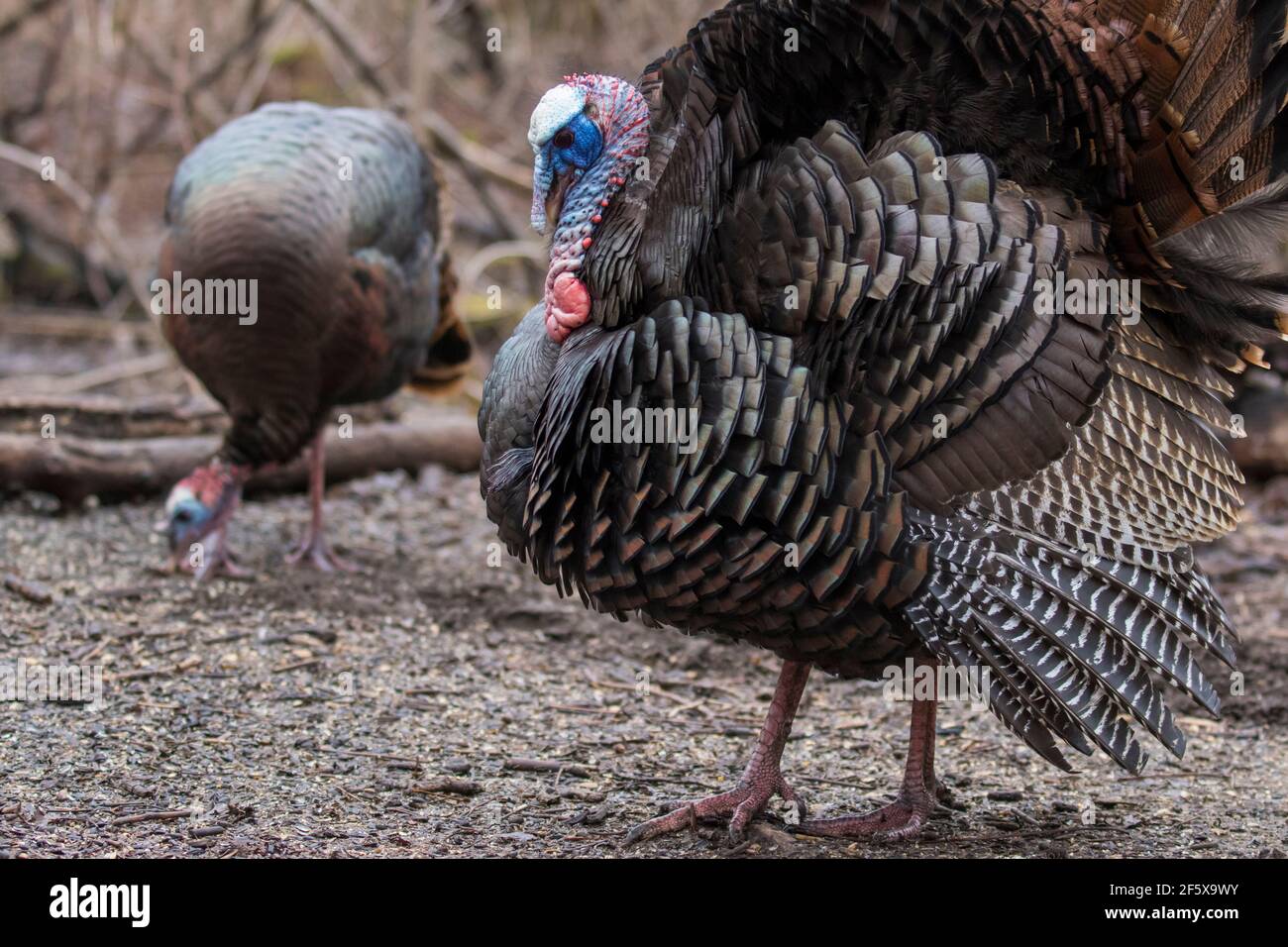 A male wild turkey in full strutting display Stock Photo - Alamy