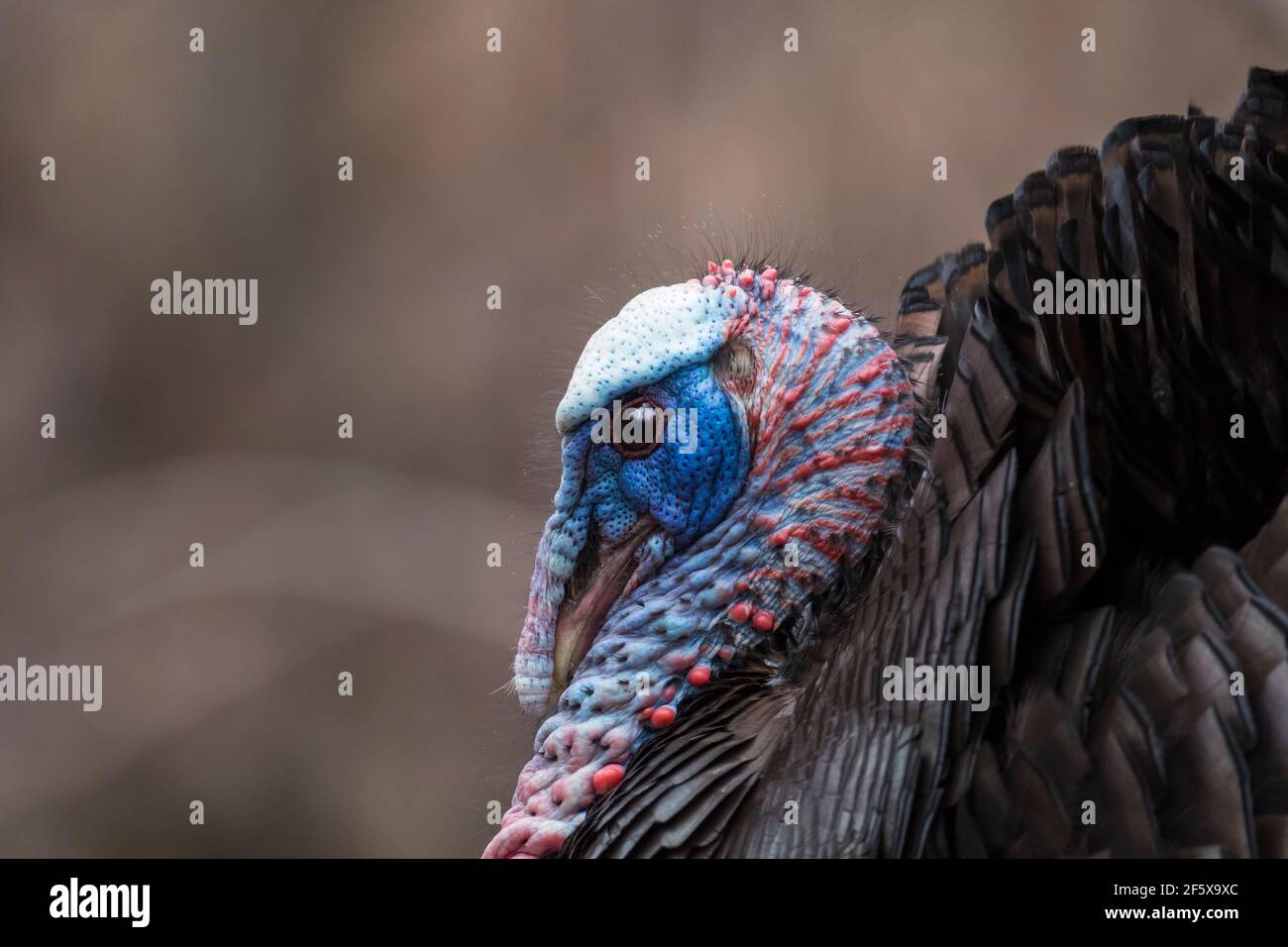 A male wild turkey in full strutting display Stock Photo - Alamy
