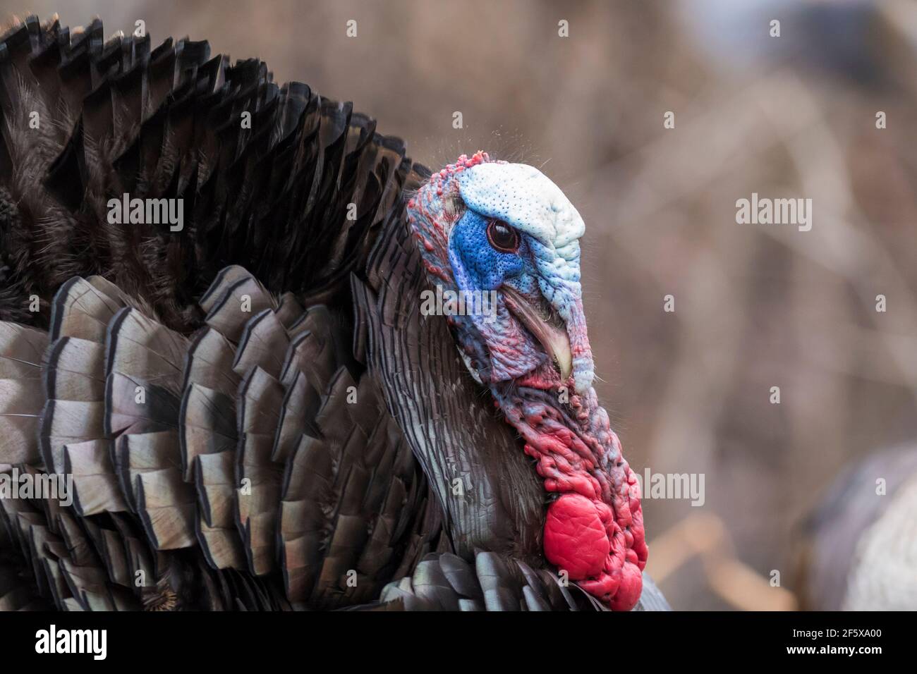 A male wild turkey in full strutting display Stock Photo - Alamy