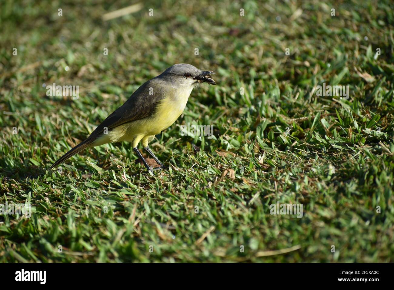 cattle tyrant (Machetornis rixosa) a tyrant-flycatcher, just caught a ...