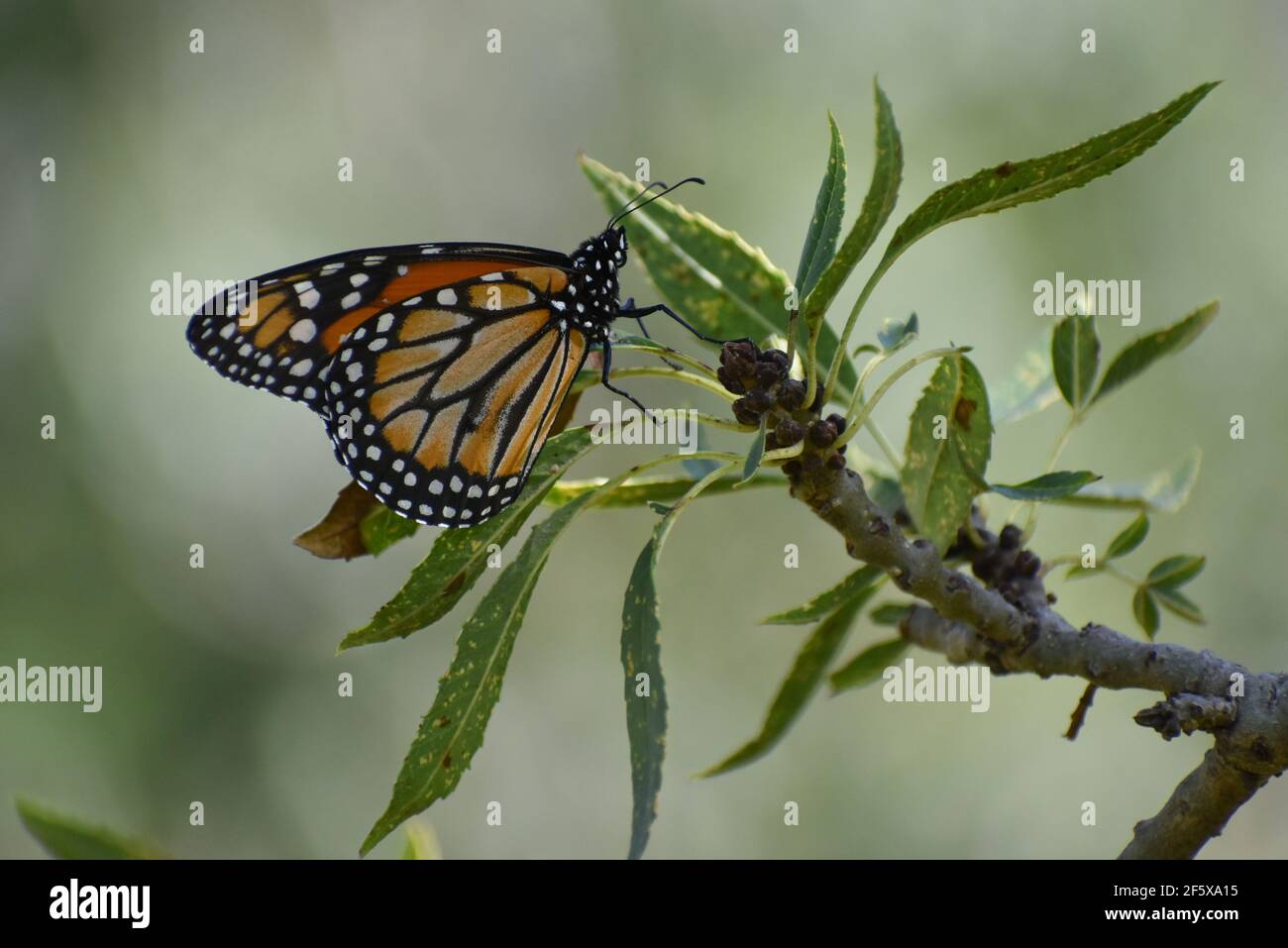 Southern monarch butterfly (Danaus erippus) home to Argentina, South ...
