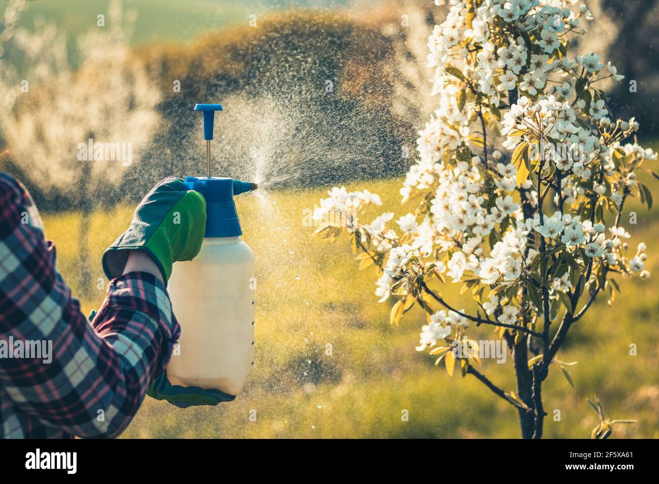 Spraying blossom of blooming fruit tree in orchard. Using crop sprayer ...