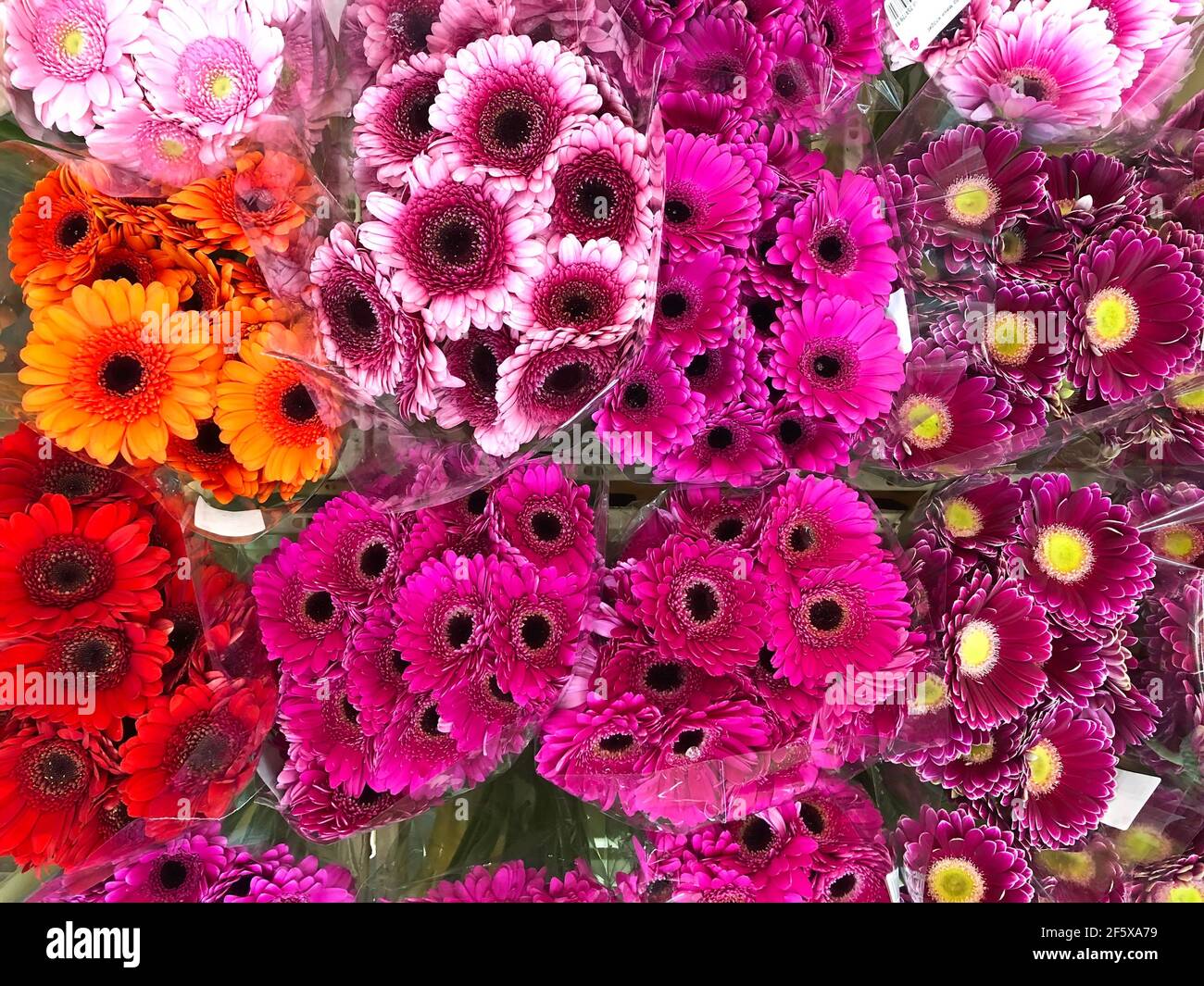 Various varieties gerberas in hi-res stock photography and images - Alamy