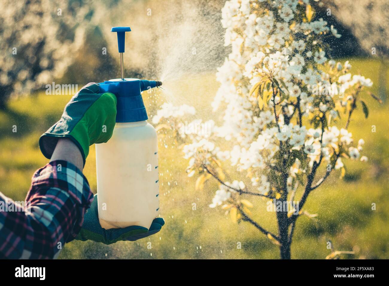 Spraying blossom of blooming fruit tree in orchard. Using crop sprayer ...