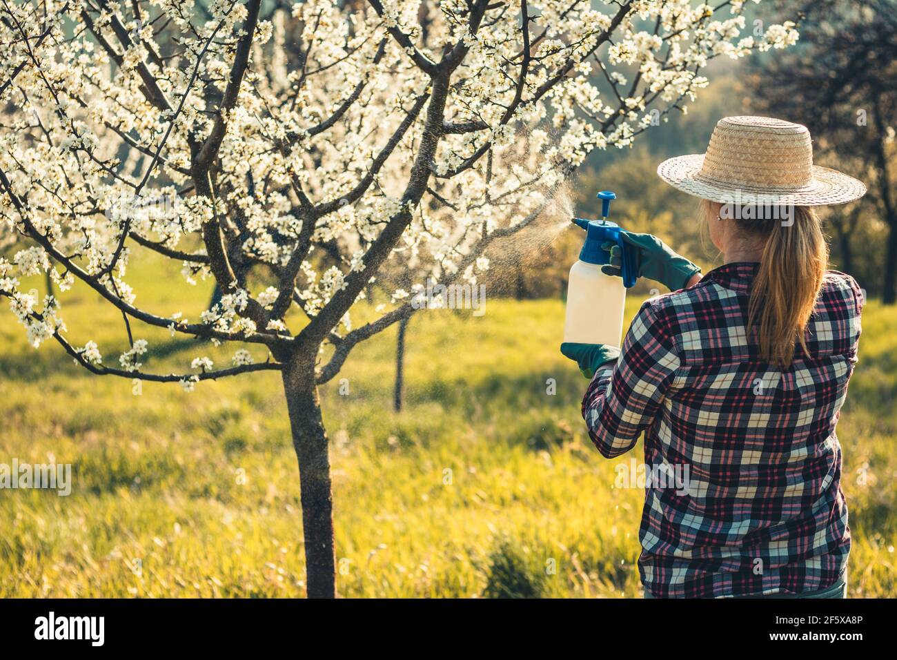 Female farmer spraying blossom of plum tree in orchard. Using spray ...