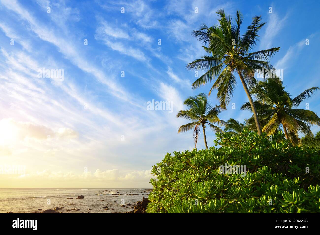Coconut tree at tropical coast of Mauritius island at sunset. Indian ...
