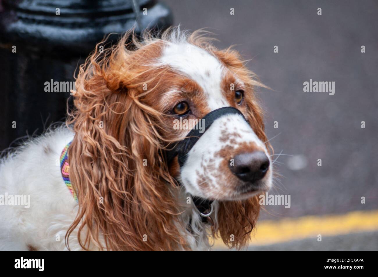 Cocker Spaniel tied up outside a shop in Chelsea, London Stock Photo ...